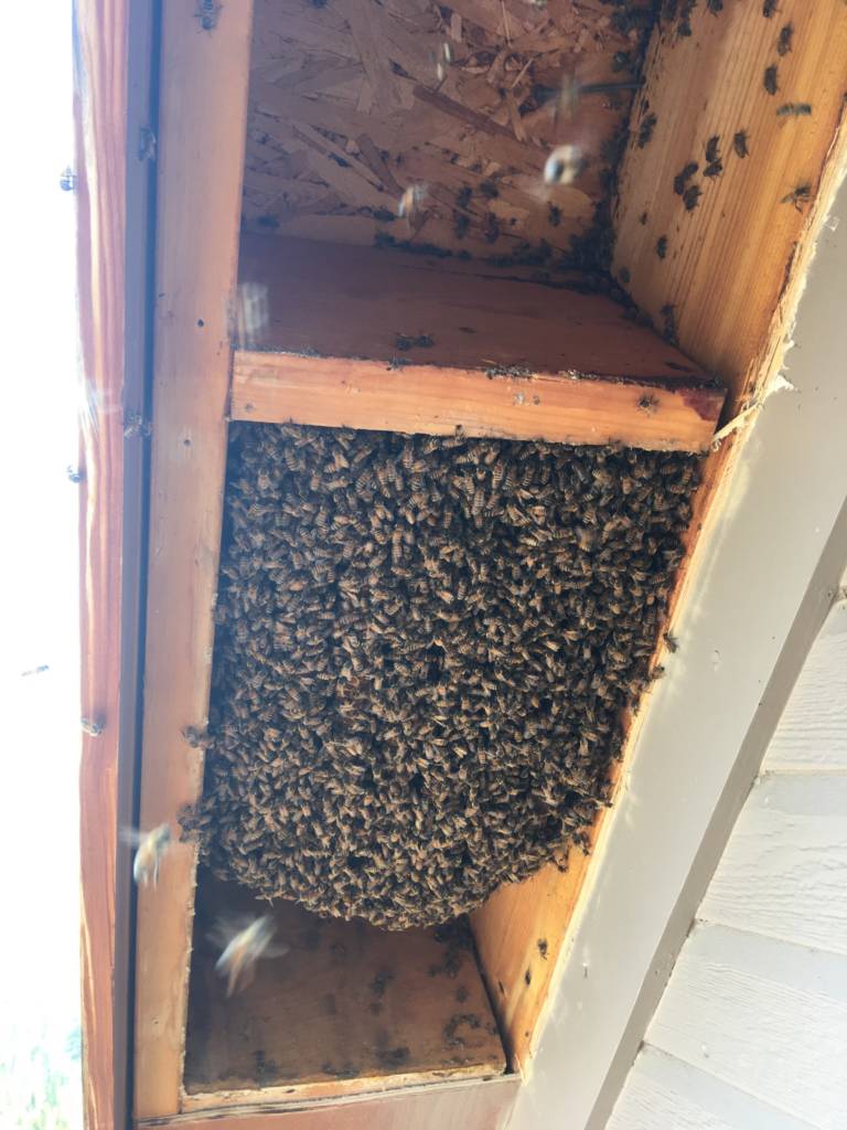 Bee Rescue - Northern Colorado Beekeepers Association